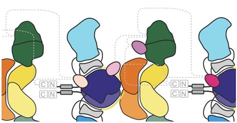 Unlocking Secrets Of Polyketide Synthase Assembly Lines Research