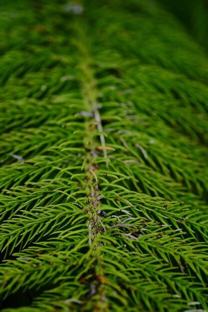 Premium Photo Close Up Of Fern In Grass