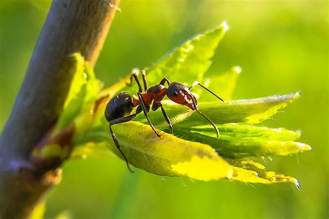 5 000 Free Ant Outline And Ant Images Pixabay