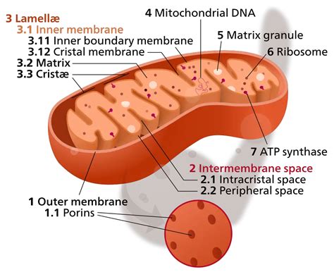 Mitochondria Definition Origin Structure Functions Biology Notes