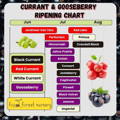 Harvesting And Storage Of Currants And Gooseberries