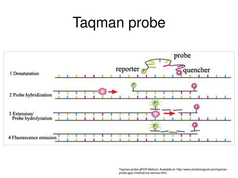 Ppt Qpcr Powerpoint Presentation Free Download Id1021691