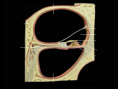 Cochlea Cross Section Lab Model Diagram Quizlet