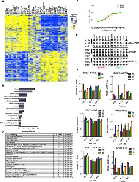 Figure S1 Computational Analyses Of Kras Dependency In Crc Cell Lines