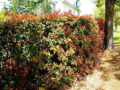 Red Tip Photinia Hedge Spacing