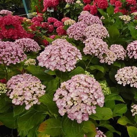 Hydrangea Macrophylla Ayesha