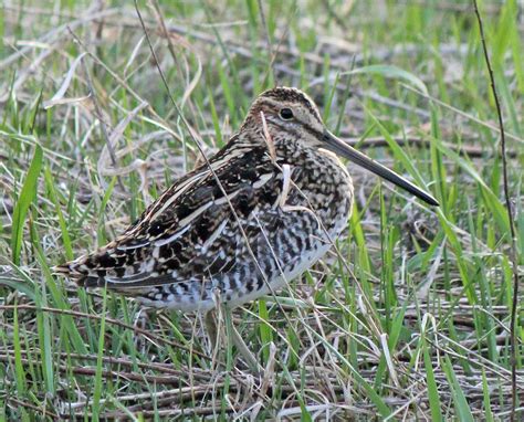 Wildlife Watching Wednesday The Unusual Wilsons Snipe — Global