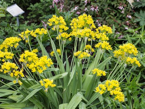 Allium Moly