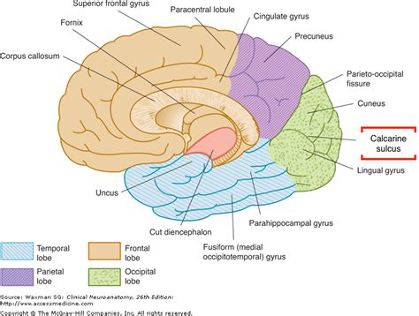 Parieto Occipital Fissure
