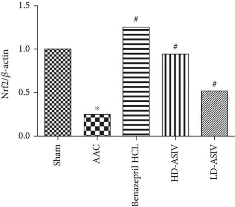 Western Blotting And Rt Qpcr Analyses Of Antioxidative Protein And Mrna