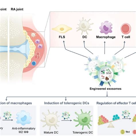 A The Modulation Of Various Kinds Of Cells In Rheumatoid Download