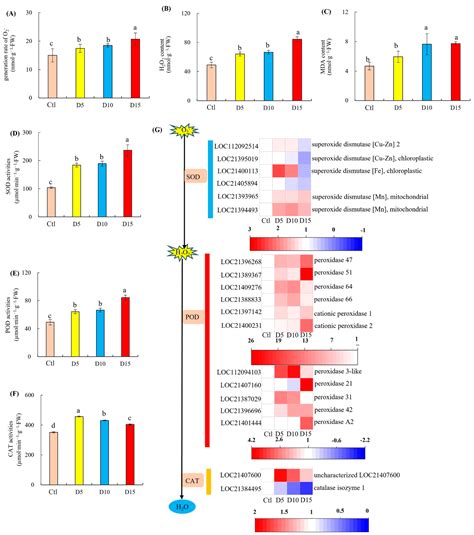 Physiological And Transcriptomic Analyses Reveal The Role Of The