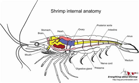 Anatomy Of A Shrimp Shrimp Mouth Anatomy Shrimp Breeding Guide