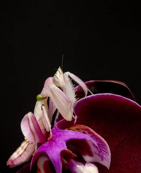 Orchid Mantis Praying Stock Image Image Of Hymenopus 240092905