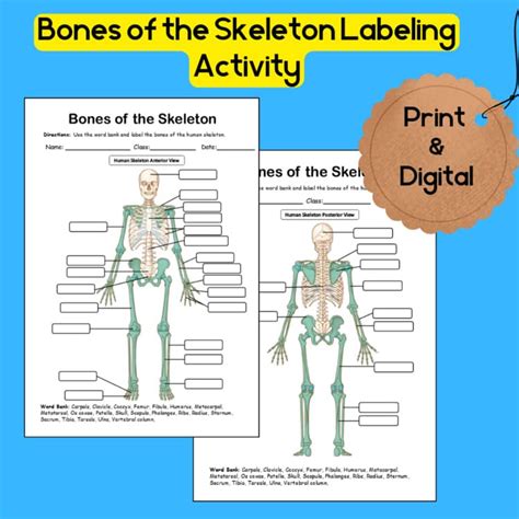 Human Anatomy Bones Of The Skeleton Labeling Bundle By Dental