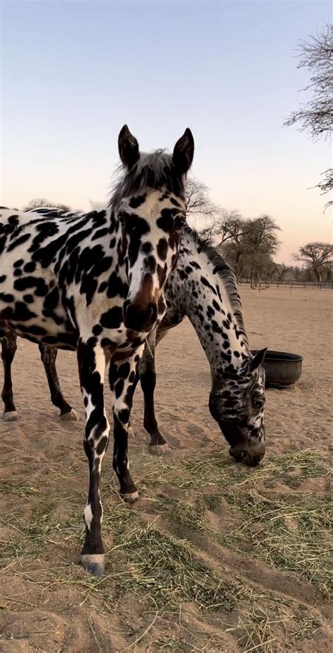 Two Black And White Spotted Horses Eating Grass
