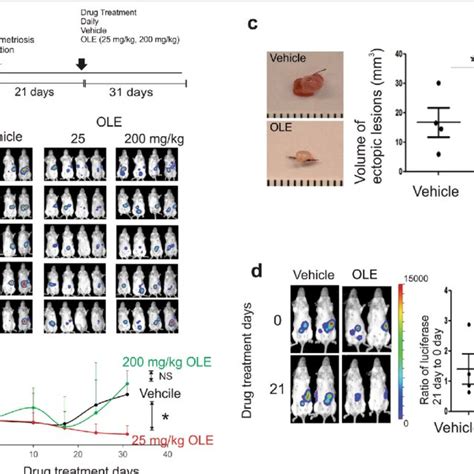 Proliferation And Apoptosis Signaling In Ectopic Lesions With