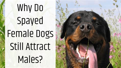 Animal Sex Female Dog Telegraph