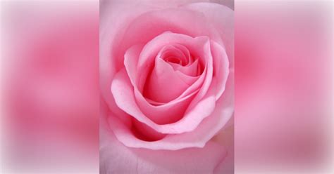 Obituary Information For Catherine Borum