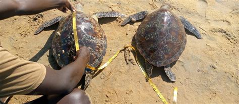 sea turtle nest monitoring bahari hai