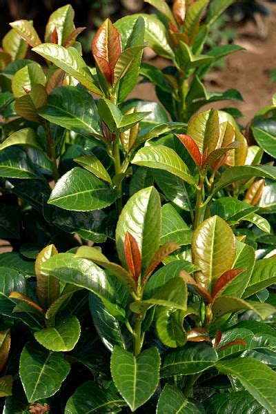Buy Volcano English Cherry Laurel Free Shipping Wilson Bros Gardens