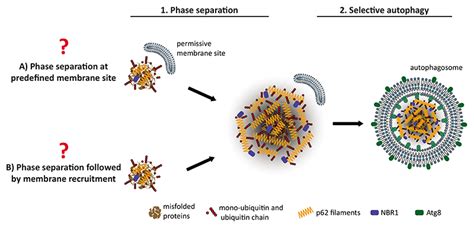 P62 Mediated Phase Separation At The Intersection Of The Ubiquitin