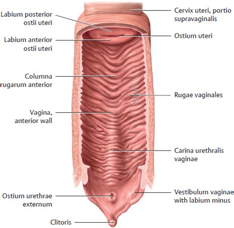 Organs Of The Genital System And Their Neurovasculature Basicmedical Key