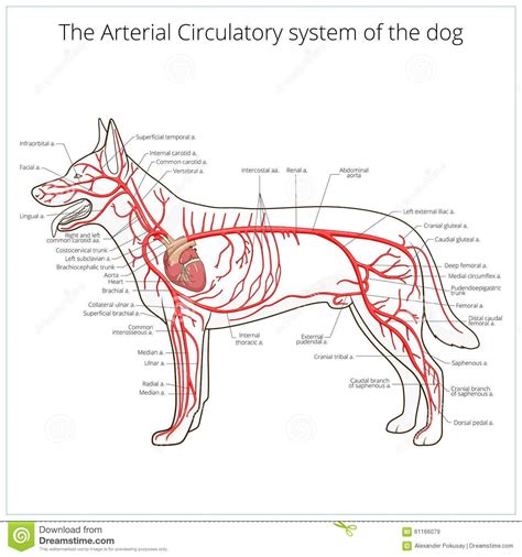Arterial Circulatory System Of The Dog Vector Stock Vector
