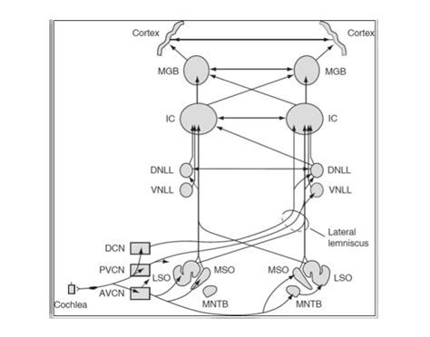 Label The Basic Afferent Pathway Quiz