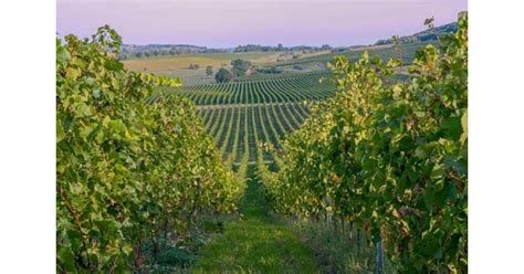 Az Ezerjó Otthona A Móri Borvidék