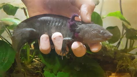 Do Axolotls Like Humans Youtube