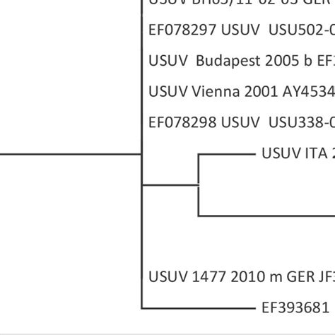 Molecular Phylogenetic Analysis By Maximum Likelihood Method The