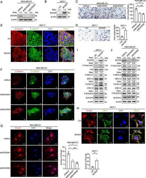 Bckdk Regulates Breast Cancer Cell Adhesion And Tumor Metastasis By
