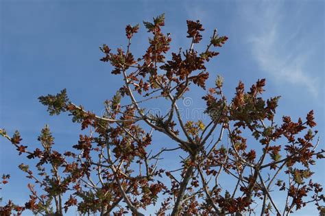 The Canopy Of A Mediterranean Tree Of A Special Variety With Unusual