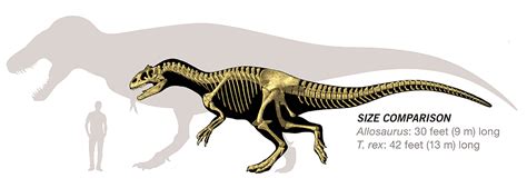 Saurophaganax Maximus Vs Allosaurus Fragilis Difference And