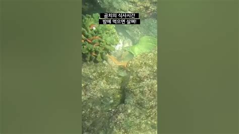 물고기 잡아먹는 곰치 포착 Youtube