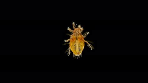 Mite Prostigmata Under A Microscope Stock Footage Videohive