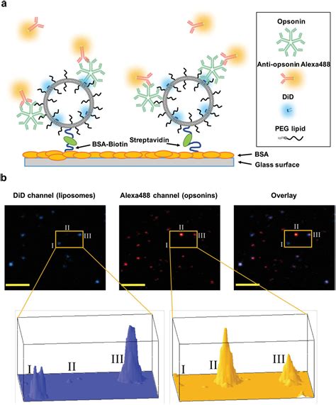 Antibody Opsonization