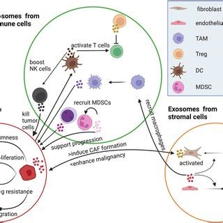 The Interplay Among Stromal Cells Immune Cells And Tumor Cells In The