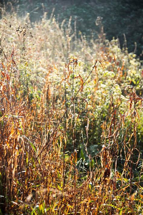 Tall Grass In Autumn In The Field Stock Image Image Of Field