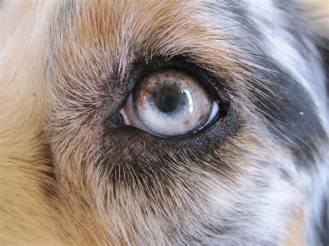 Australian Shepherd With Uveodermatological Syndrome Eyes Summary