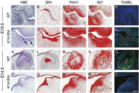 Molar Tooth Development In Wt And K14 Shh Mice Aj At E135 The Bud