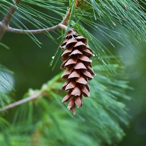 Val 10 Eastern White Pine Pinus Strobus Watershed Treecaching