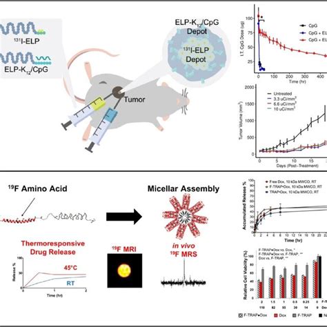 Pdf The Construction Of Elastin Like Polypeptides And Their