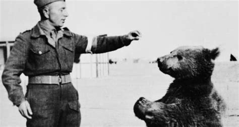How Wojtek The Beer Drinking Bear Became A World War Ii Hero