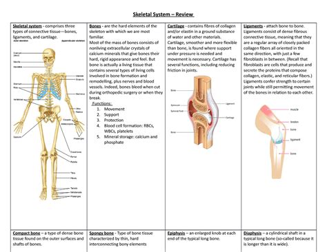 Skeletal System Notes Skeletal System Review Skeletal System