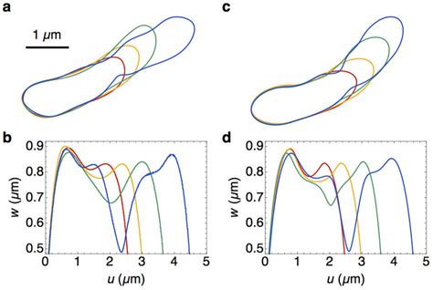 Comparison Of Experimental And Model Cell Contours And Width Profiles
