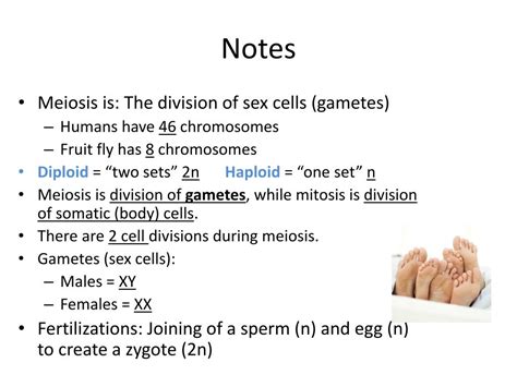 Ppt Meiosis Powerpoint Presentation Free Download Id 2084244