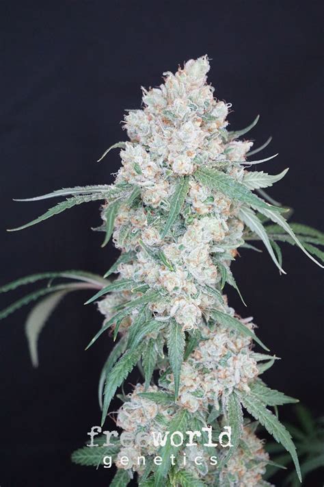 Easy Bake FreeWorld Genetics