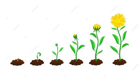 Stages Of Flower Sowing And Growing Sowing Cycle Development Vector Sowing Cycle Development